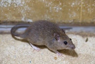 Rats In Your Ceiling In Memphis TN - Apex Wildlife Control