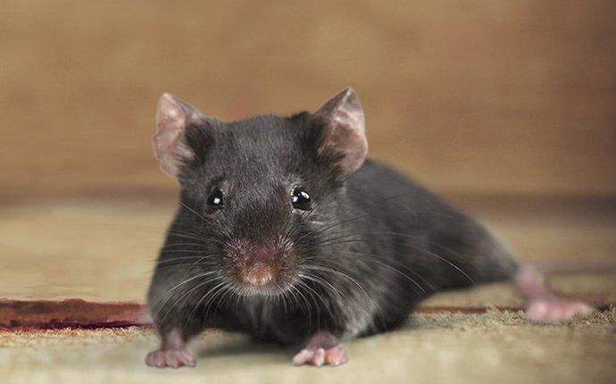 Rats In Your Walls In Memphis TN - Apex Wildlife Control