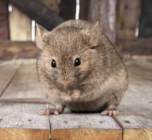 Rats In Your Ceiling In Memphis TN - Apex Wildlife Control