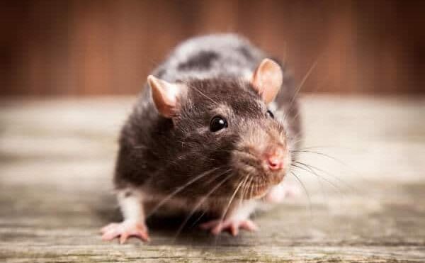 Rats In Your Ceiling In Memphis TN - Apex Wildlife Control