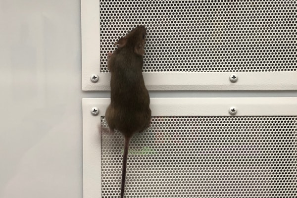 Rats Chewing Your Screens In Memphis TN - Apex Wildlife Control