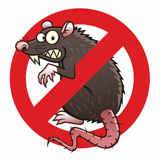 Dead Rat In Your Home In Memphis TN - Apex Wildlife Control