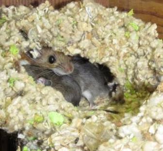Rats In Your Insulation In Collierville TN - Apex Wildlife Control