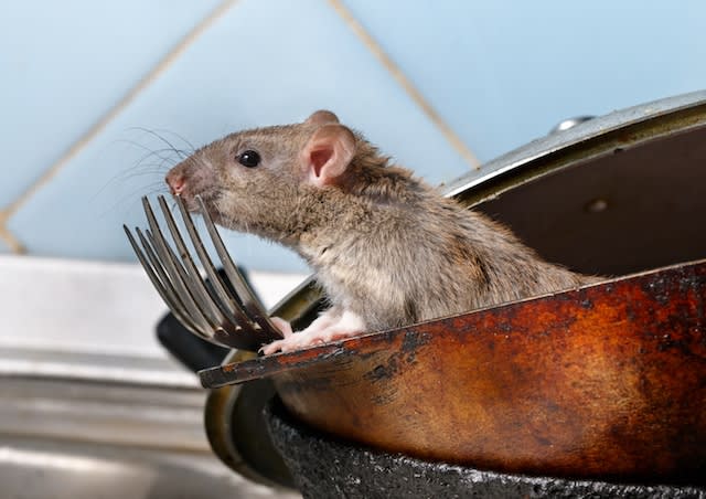 Rats In Your Kitchen In Cordova TN - Apex Wildlife Control