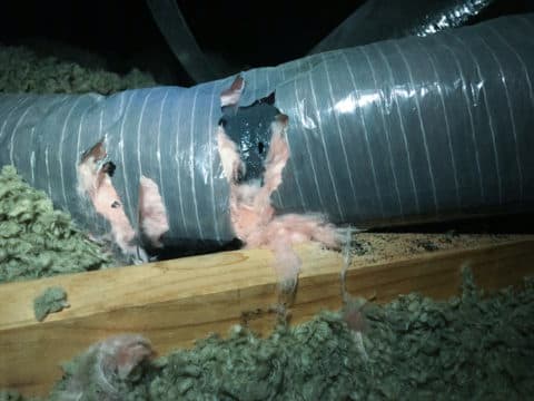 Rats In Your AC Chase In Memphis TN - Apex Wildlife Control