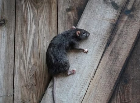 Rats Chewing Your Screens In Cordova TN - Apex Wildlife Control
