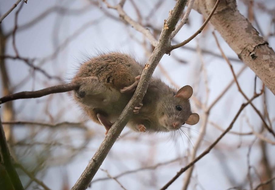 Rats In Your AC Chase In Memphis TN - Apex Wildlife Control