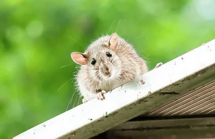 Rats In Your Attic In Collierville TN - Apex Wildlife Control