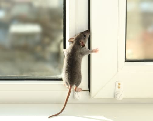 Rats Chewing Your Screens In Millington TN - Apex Wildlife Control