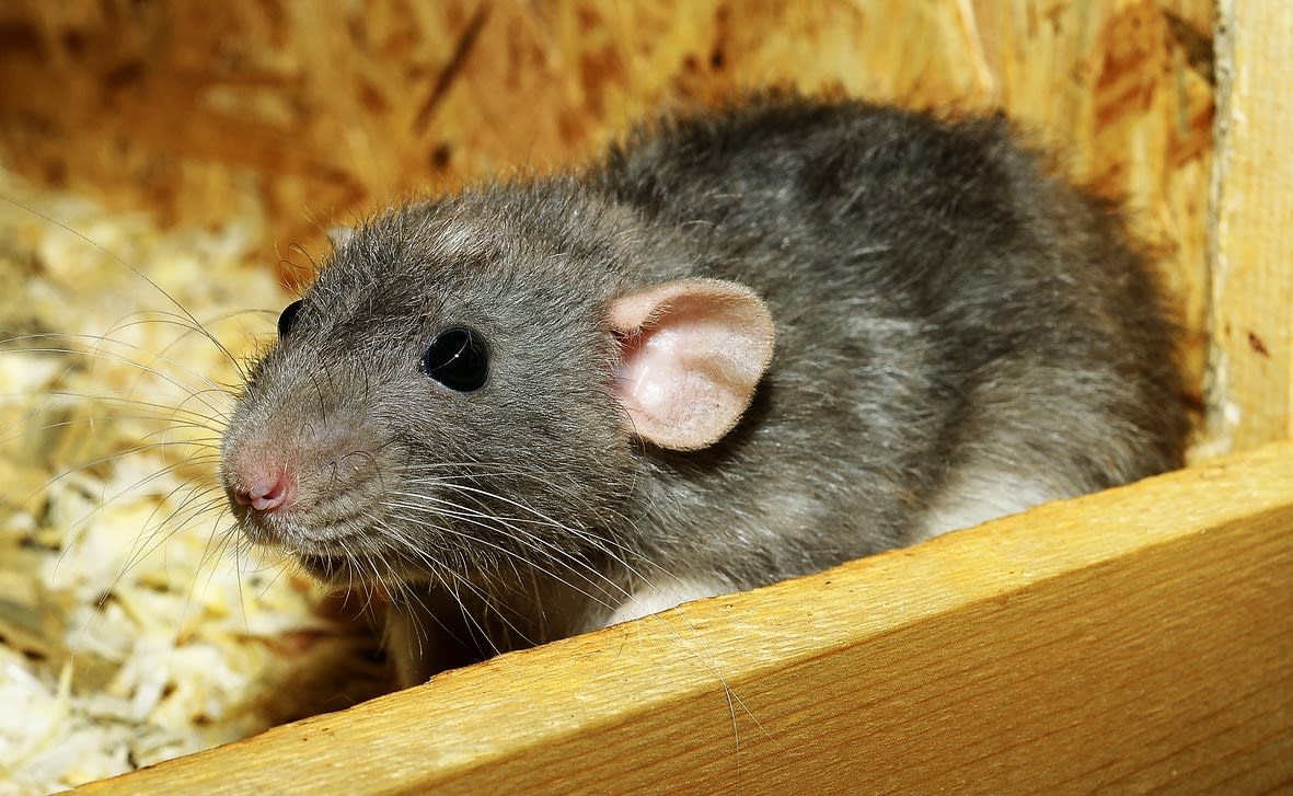 Rats In Your Attic In Collierville TN - Apex Wildlife Control