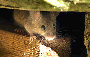 Rats Under Your Home In Memphis TN - Apex Wildlife Control