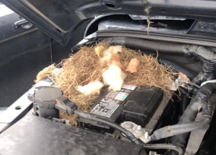 Rats Chewing Vehicle Wires In Memphis TN - Apex Wildlife Control