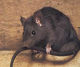 Rats In Your Ceiling In Collierville TN - Apex Wildlife Control
