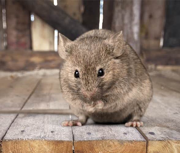 Rats In Your Ceiling In West Memphis AR - Apex Wildlife Control