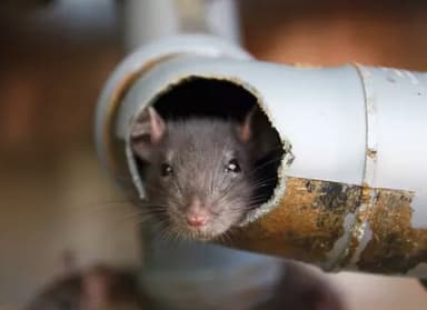 Rats In Your Pipes In Collierville TN - Apex Wildlife Control