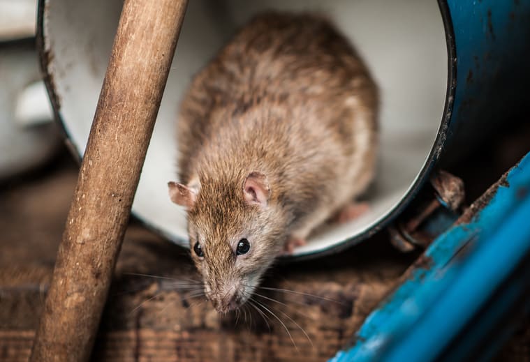 Rats In Your Pipes In Collierville TN - Apex Wildlife Control