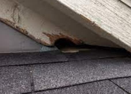 Squirrels In Your Soffit In Memphis TN - Apex Wildlife Control