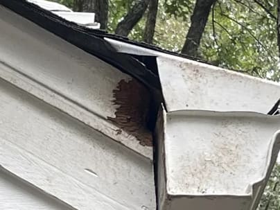 Squirrels In Your Soffit In Memphis TN - Apex Wildlife Control