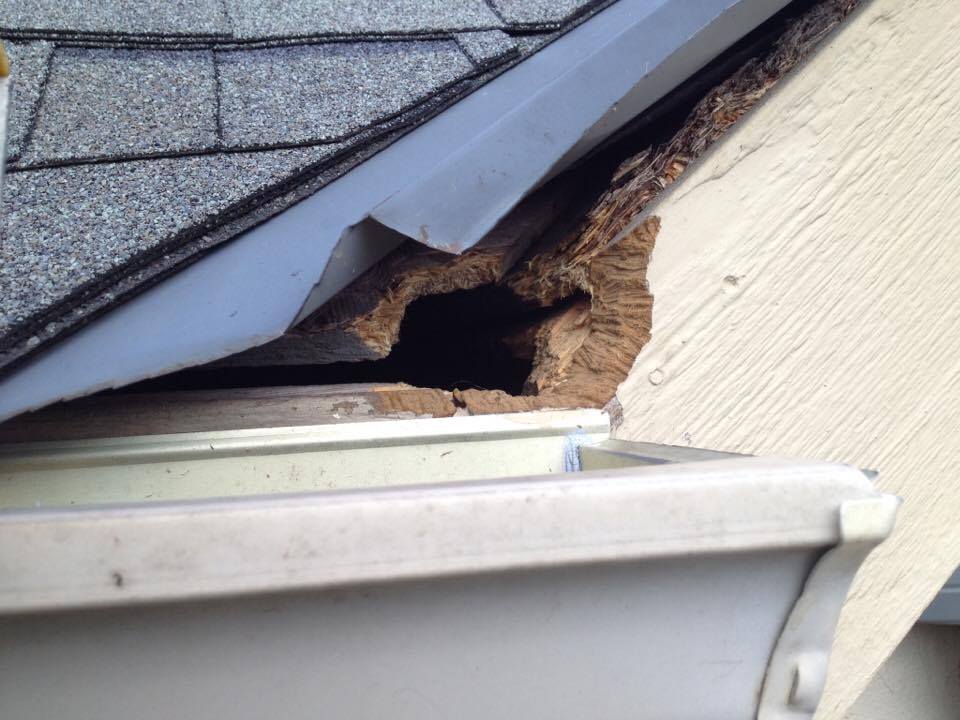 Squirrels In Your Soffit In Memphis TN - Apex Wildlife Control