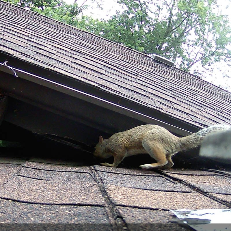 Squirrels In Your Soffit In Memphis TN - Apex Wildlife Control