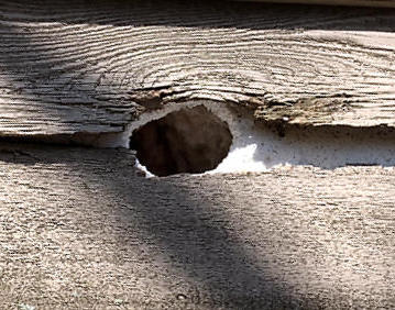 Squirrels In Your Ceiling In Memphis TN - Apex Wildlife Control
