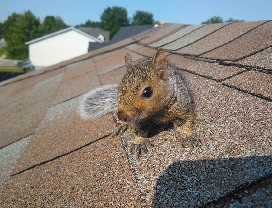 Squirrels On Your Roof In West Memphis AR - Apex Wildlife Control