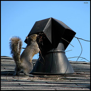 Squirrels In Your Ventilation In Memphis TN - Apex Wildlife Control
