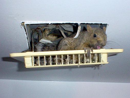 Squirrels In Your Ventilation In Memphis TN - Apex Wildlife Control