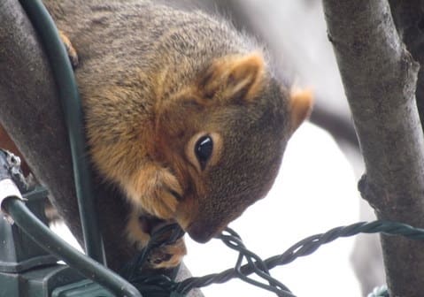 Squirrels Chewing Your Wiring In Memphis TN - Apex Wildlife Control