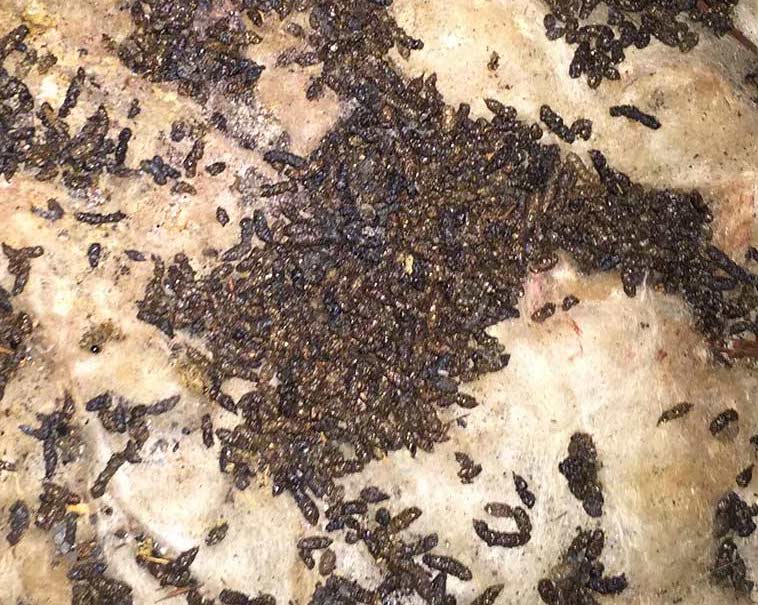 Squirrel Droppings In Your Insulation In Cordova TN - Apex Wildlife Control