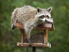Raccoon Trapping In Memphis TN - Apex Wildlife Control