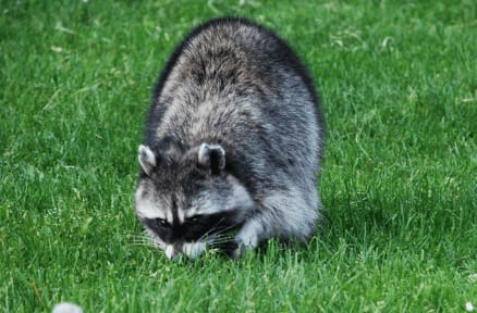 Raccoons Digging Up Your Yard In Memphis TN - Apex Wildlife Control