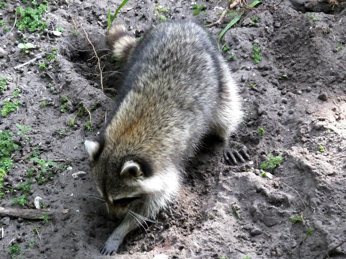 Raccoons Digging Up Your Yard In Memphis TN - Apex Wildlife Control