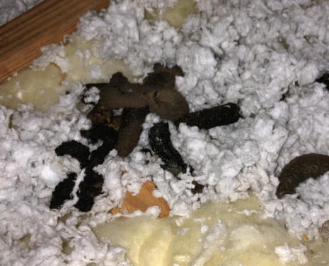 Raccoons In Your Warehouse In Memphis TN - Apex Wildlife Control