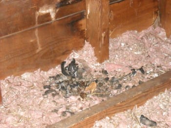 Raccoon Feces In Your Attic In Memphis TN - Apex Wildlife Control