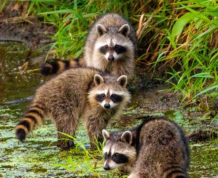 Raccoons In Your Warehouse In Memphis TN - Apex Wildlife Control