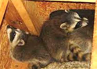 Raccoon Babies In Your Wall In Memphis TN - Apex Wildlife Control