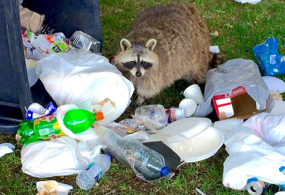 Raccoons In Your Dumpster In Memphis TN - Apex Wildlife Control