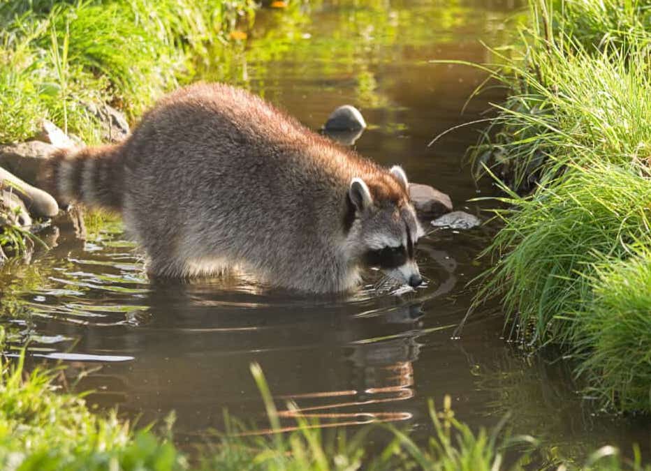 Raccoons In Your Crawl Space In Memphis TN - Apex Wildlife Control