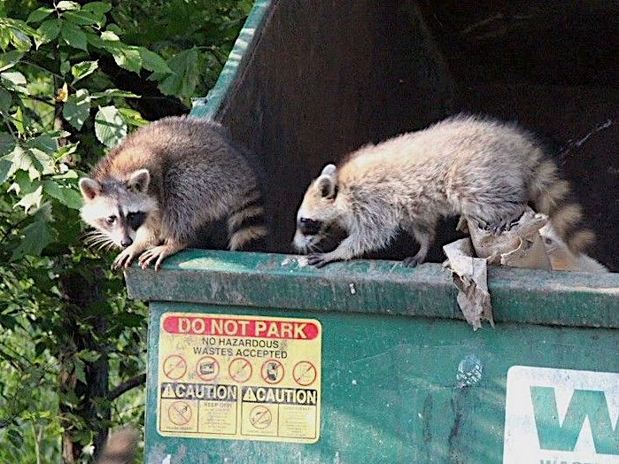 Raccoons In Your Warehouse In Memphis TN - Apex Wildlife Control