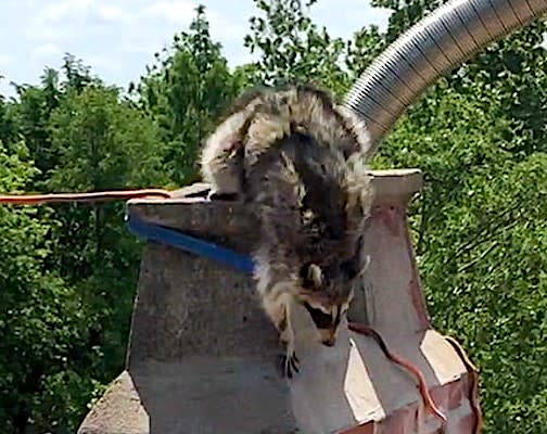 Raccoons In Your Chimney In Memphis TN - Apex Wildlife Control