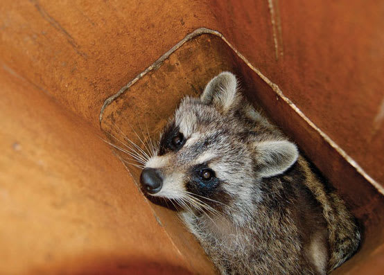 Raccoons In Your Chimney In Memphis TN - Apex Wildlife Control