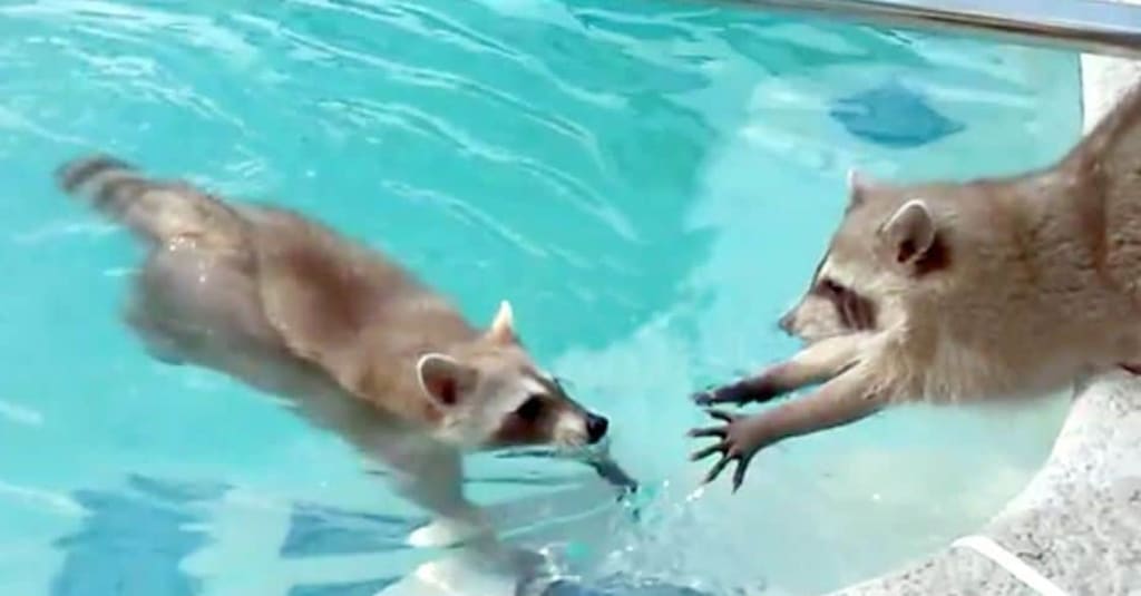 Raccoons In Your Pool In Cordova TN - Apex Wildlife Control