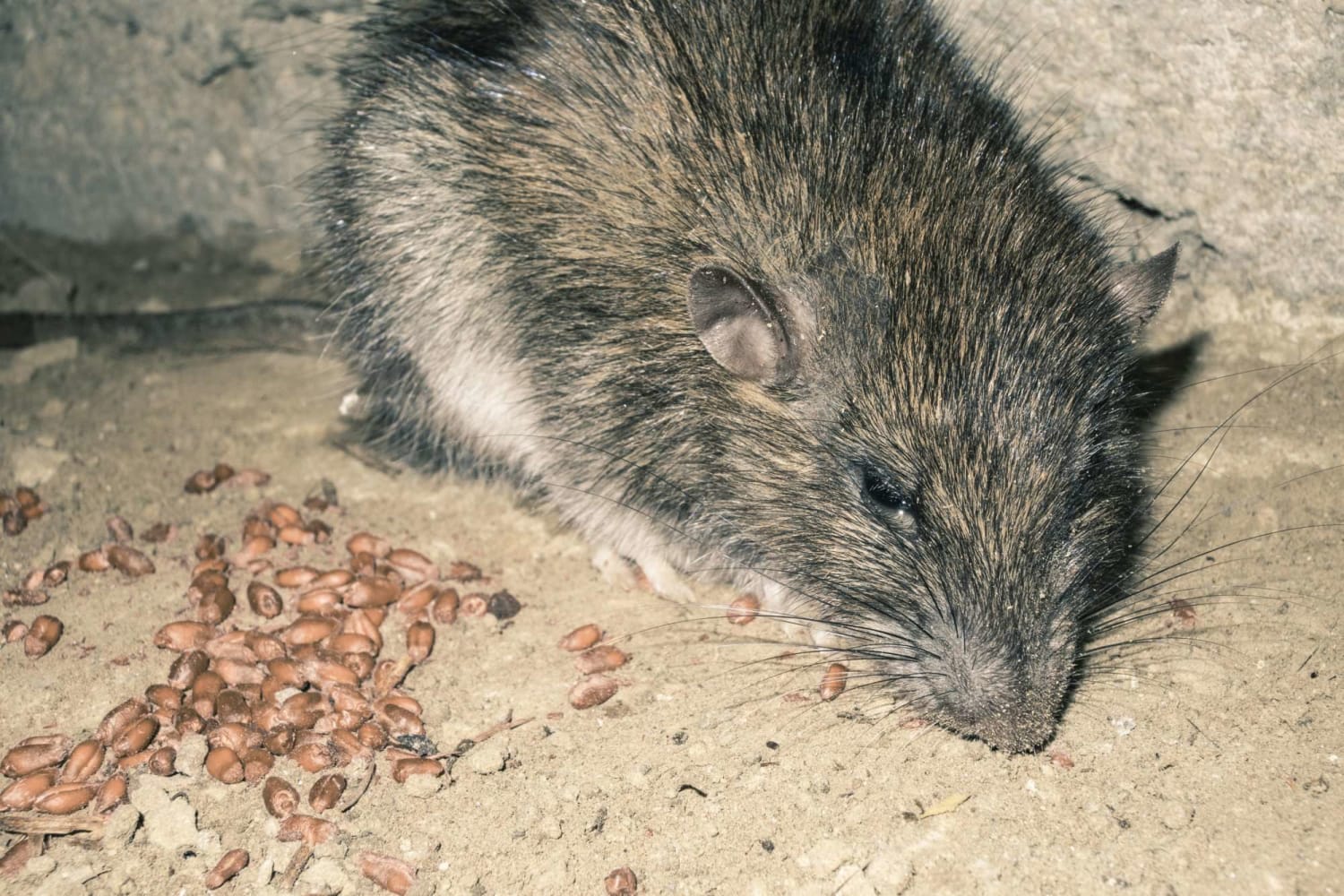 Rats In Your AC Chase In Memphis TN - Apex Wildlife Control