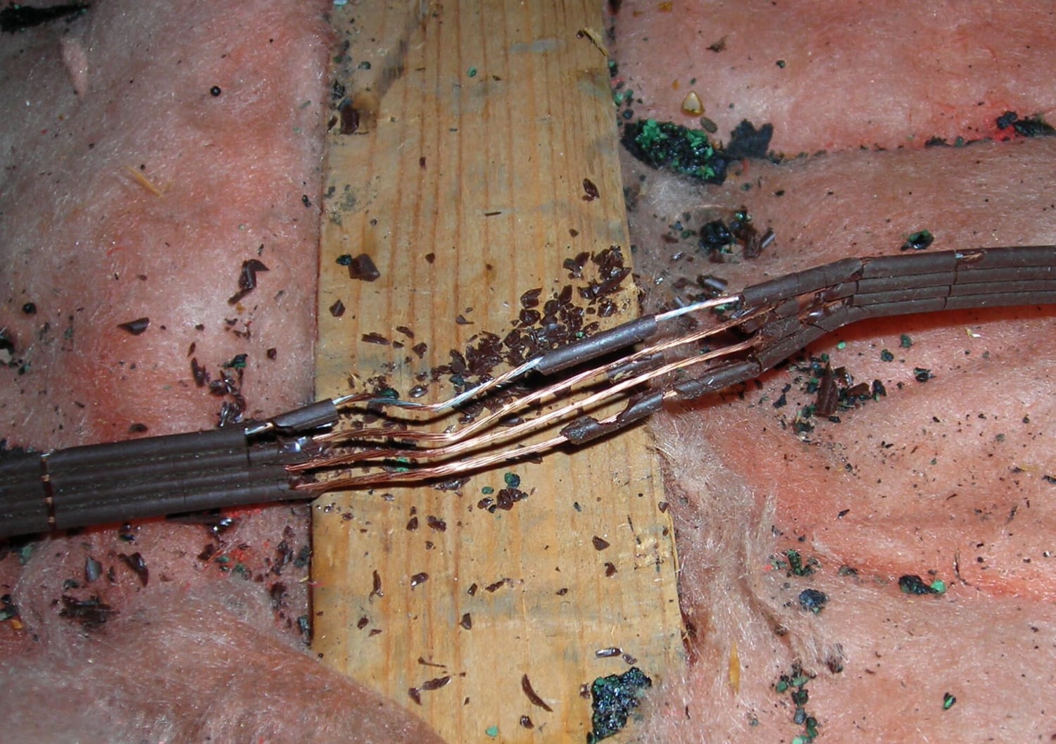 Squirrels Chewing Your Wiring In Memphis TN - Apex Wildlife Control