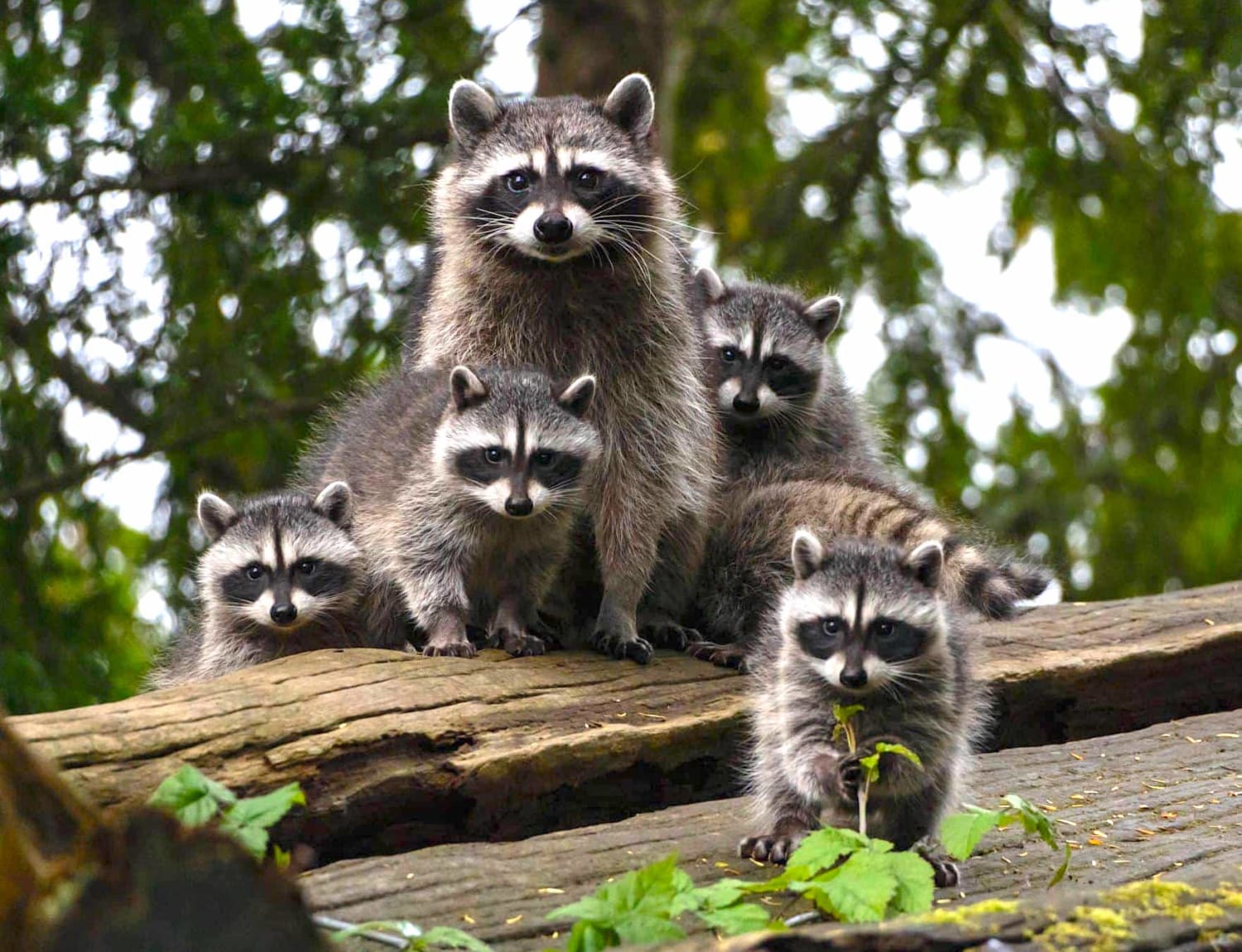 Raccoons In Your Chimney In Memphis TN - Apex Wildlife Control