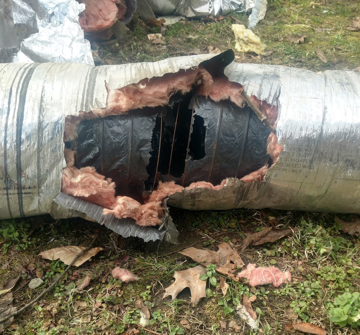 Rats In Your AC Chase In Germantown TN - Apex Wildlife Control