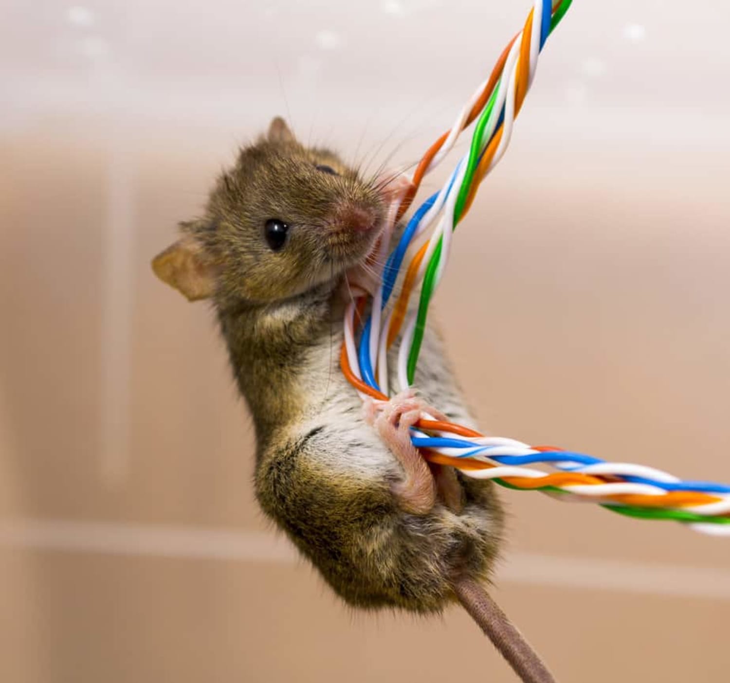 Rats In Your Ceiling In Cordova TN - Apex Wildlife Control