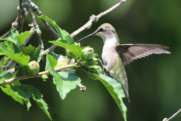 beaky buzzard bumble bee