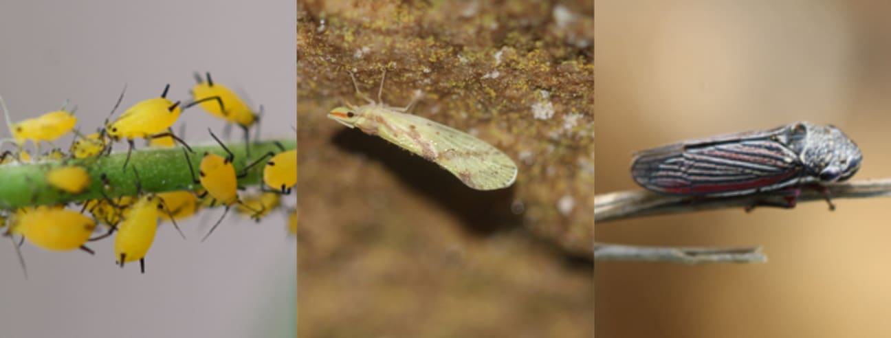 what bugs are insects